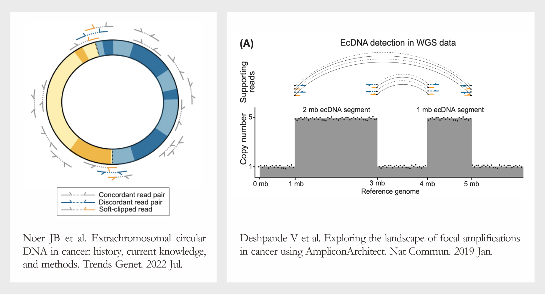 Circle-seq-eccDNA/ecDNA的意义和应用 - 上海嘉因生物