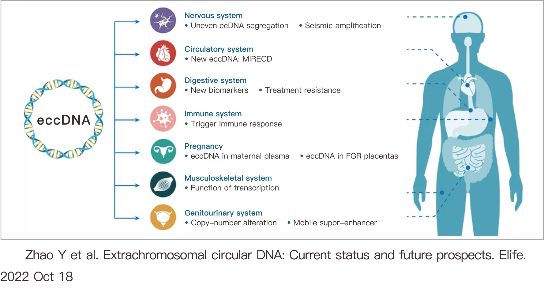 Circle-seq-eccDNA/ecDNA的意义和应用 - 上海嘉因生物