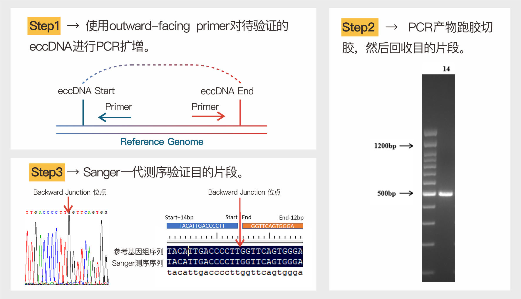 Circle-seq-eccDNA/ecDNA的意义和应用 - 上海嘉因生物