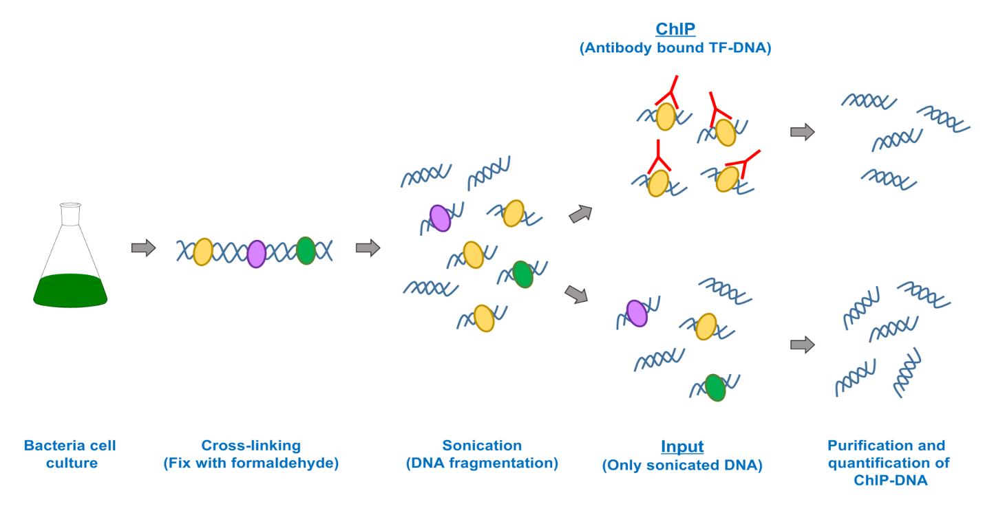 ChIP-seq技术、分析与应用——详解DNA序列的精准鉴定方法 - 上海嘉因生物